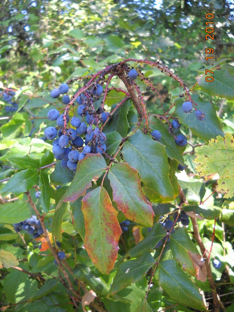 Edible Native Plants for your Yard and Garden