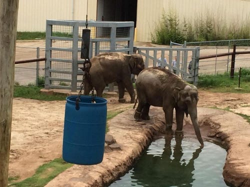 Seattle elephants arrive at Oklahoma City Zoo | king5.com