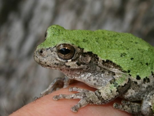 Identical tree frog species distinguishable only by call