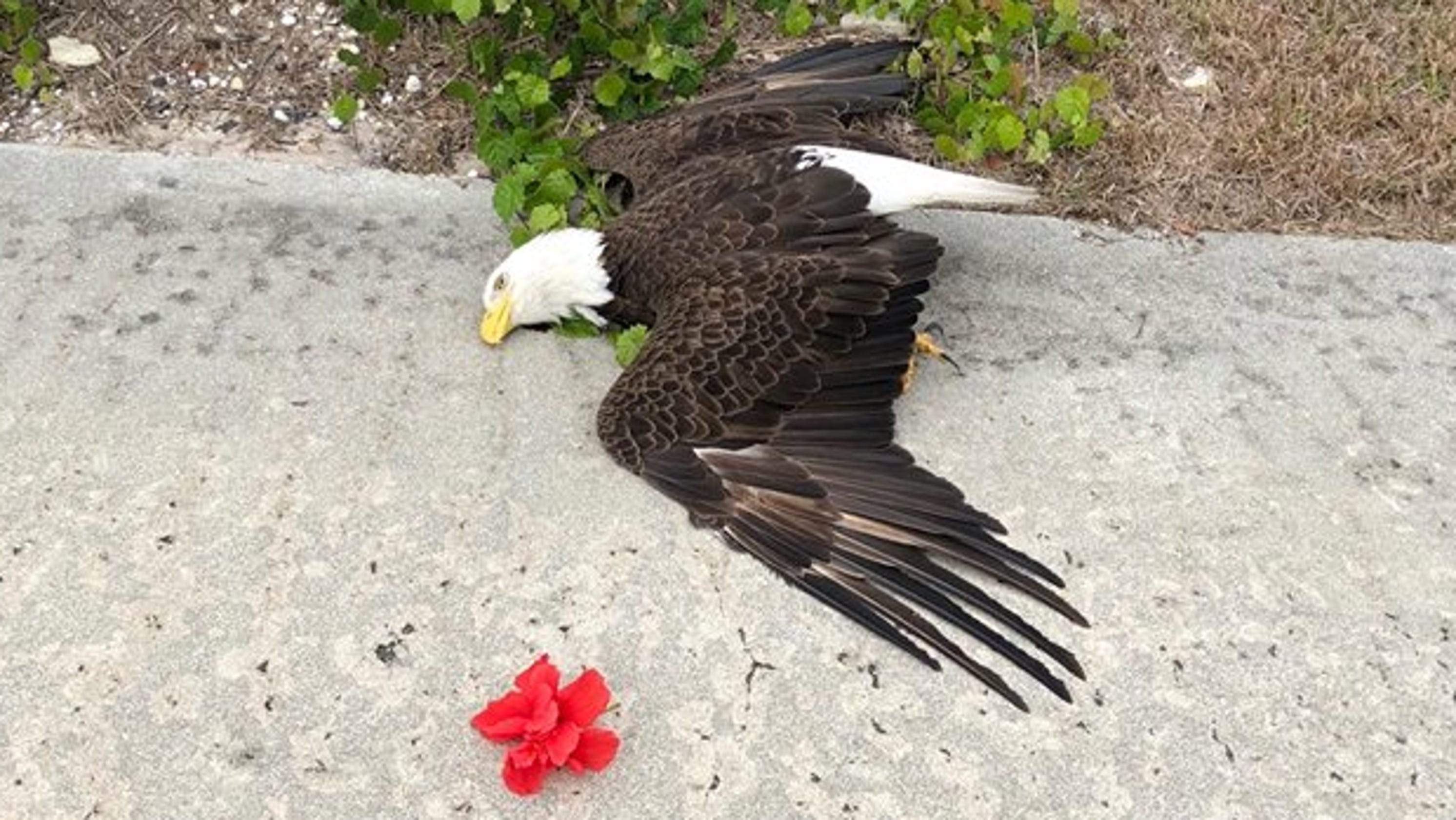 Bald eagle found dead on Marco Island; cause of death unknown