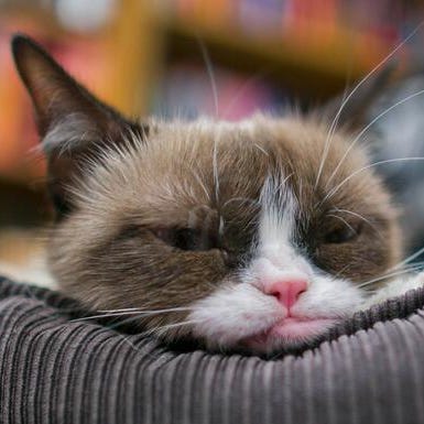 Grumpy Cat Sleepy
