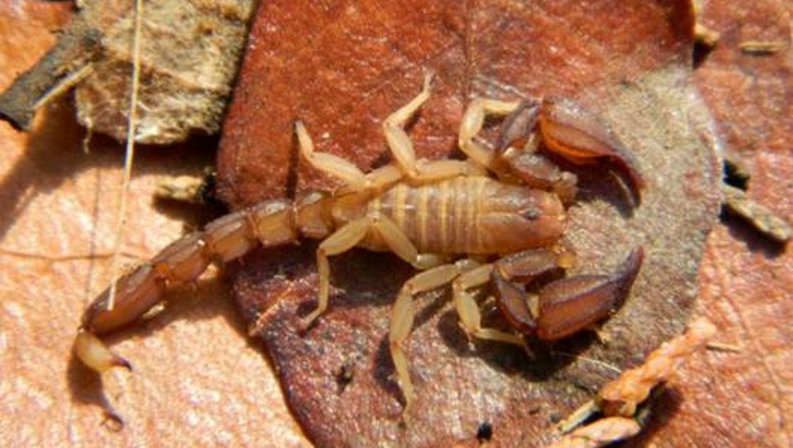 2 new scorpion species found in Arizona; isn't it time to stop looking?