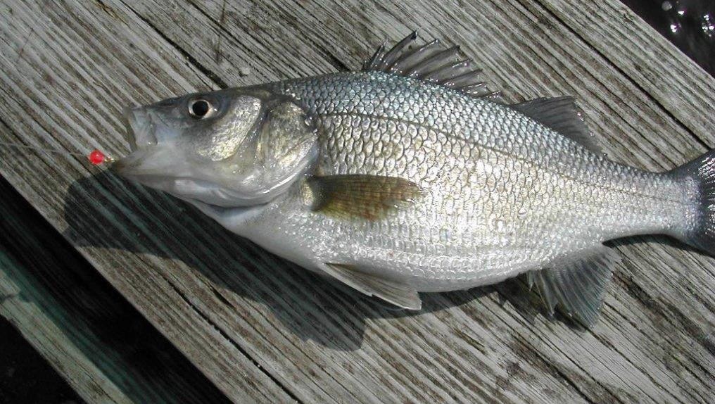 Perch and sunnies bring anglers out over weekend