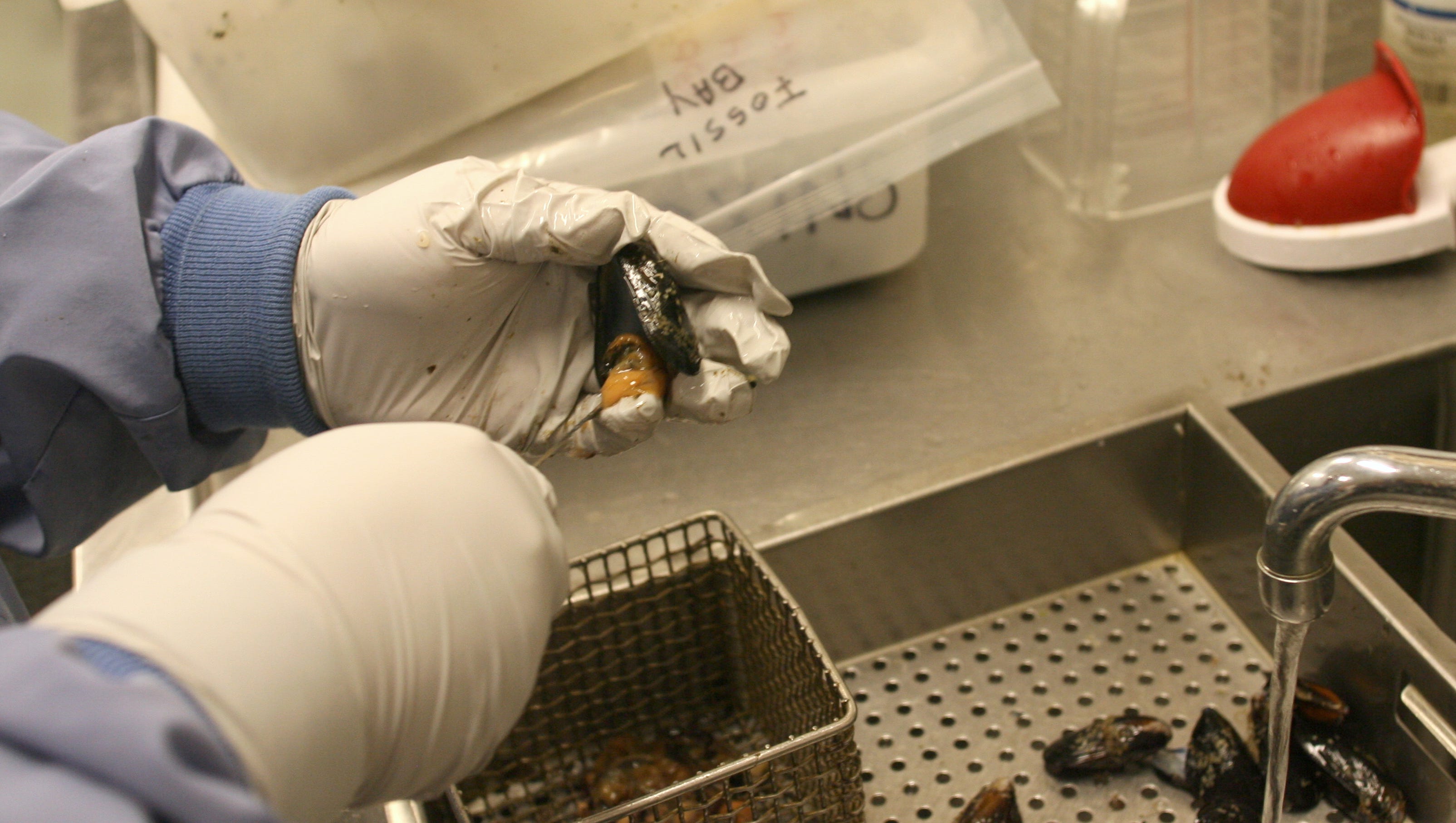 Kitsap shellfish monitors keep tabs on deadly toxins