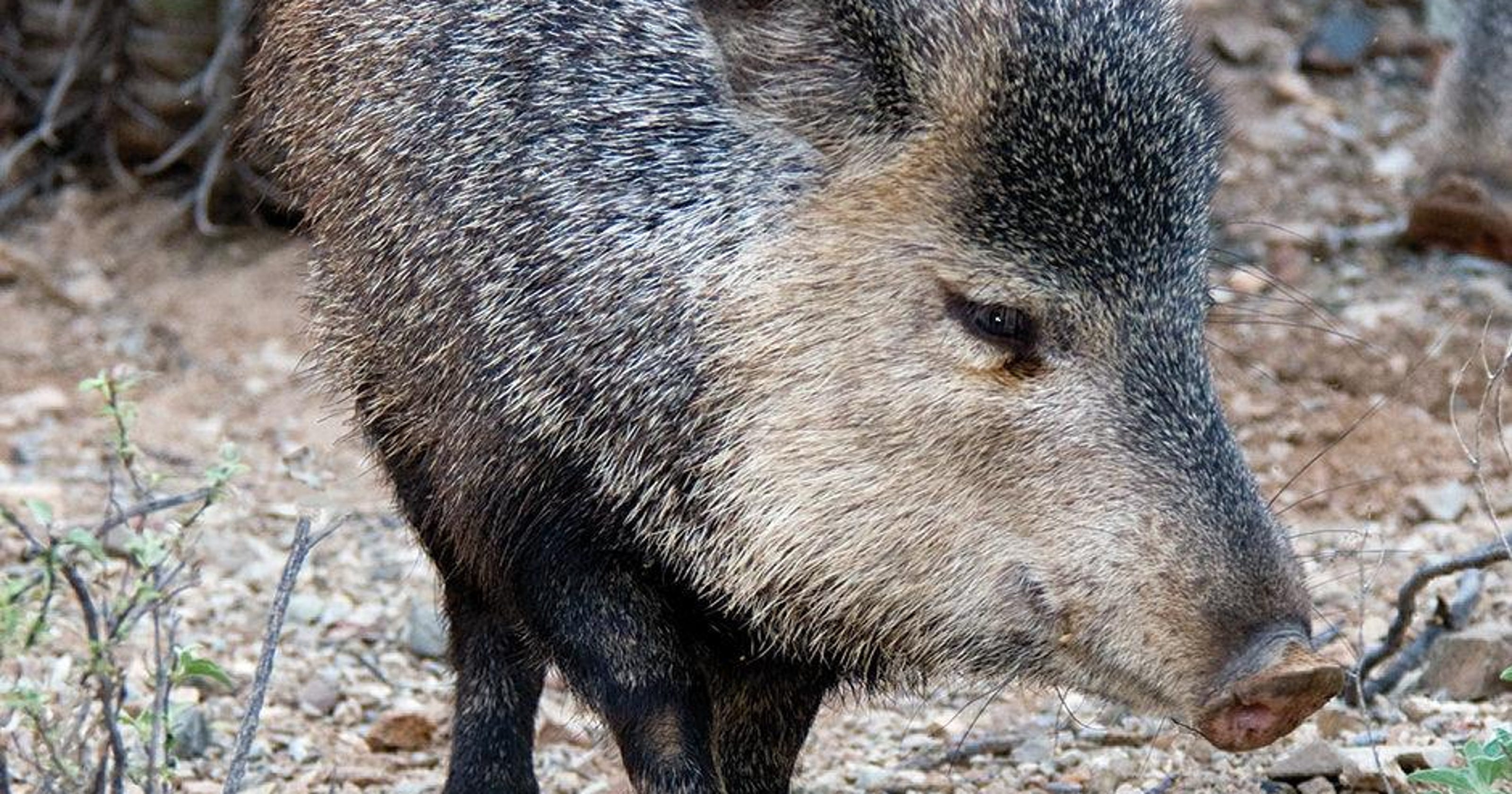 Why no peccaries?
