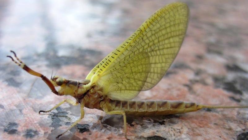 Mayfly swarms captured on radar