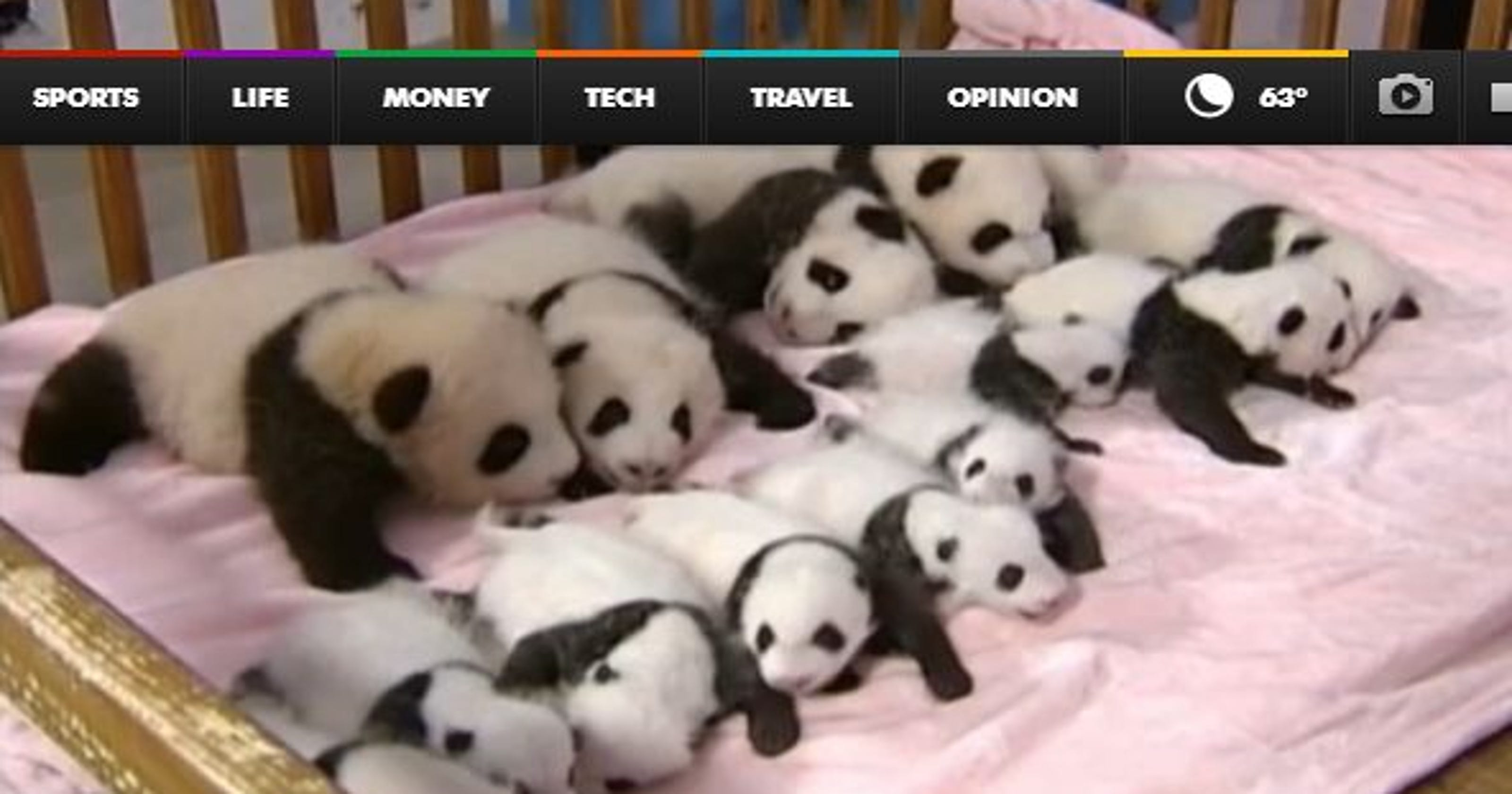 Watch: 14 baby pandas cuddle in one crib