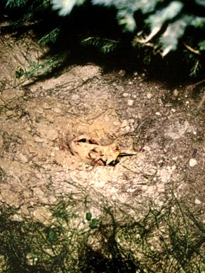 Zachary Witman murder case: in 2018, Zach admits to killing brother