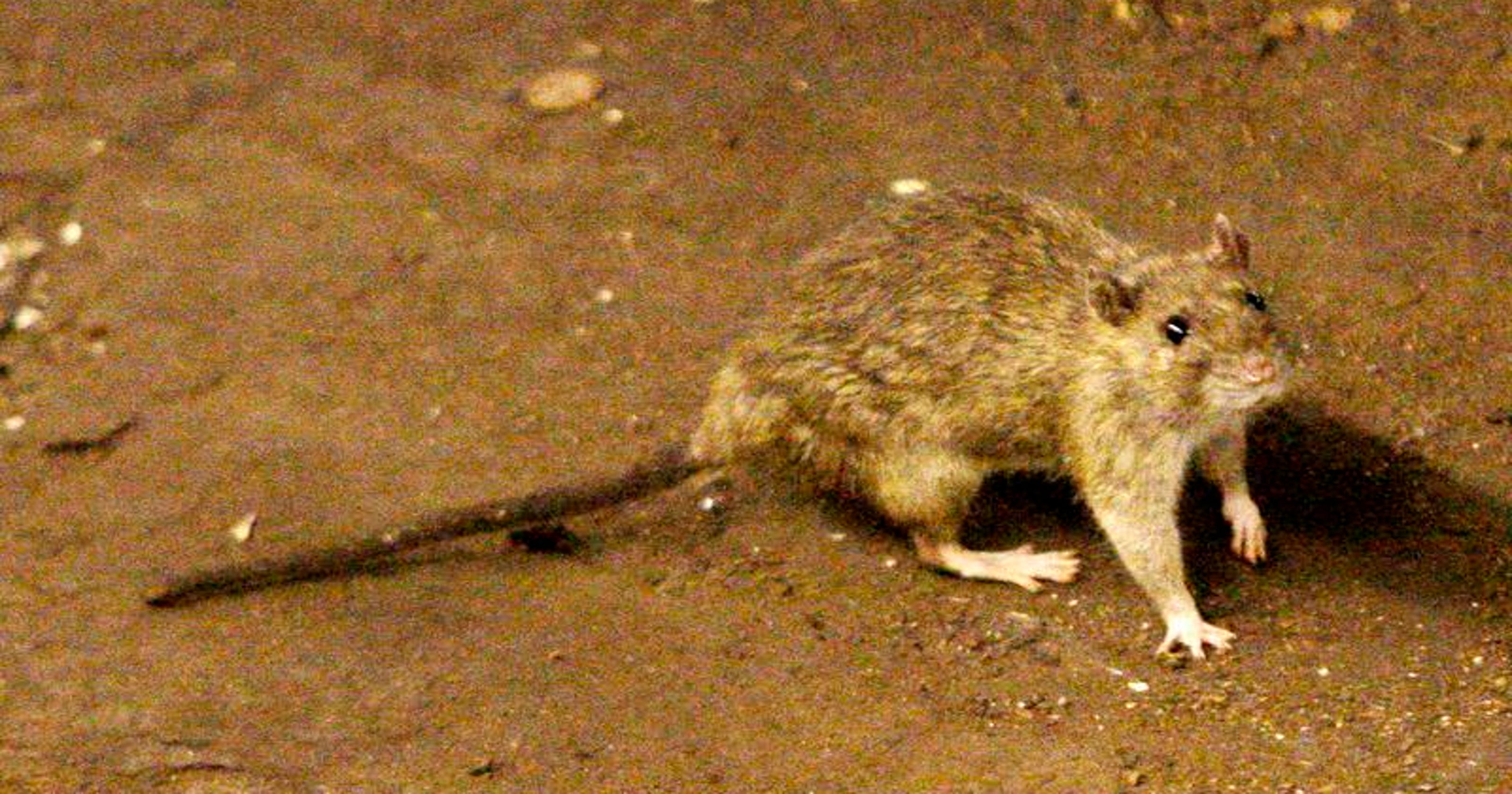 Rare illness linked to rats identified in Wisconsin, Illinois