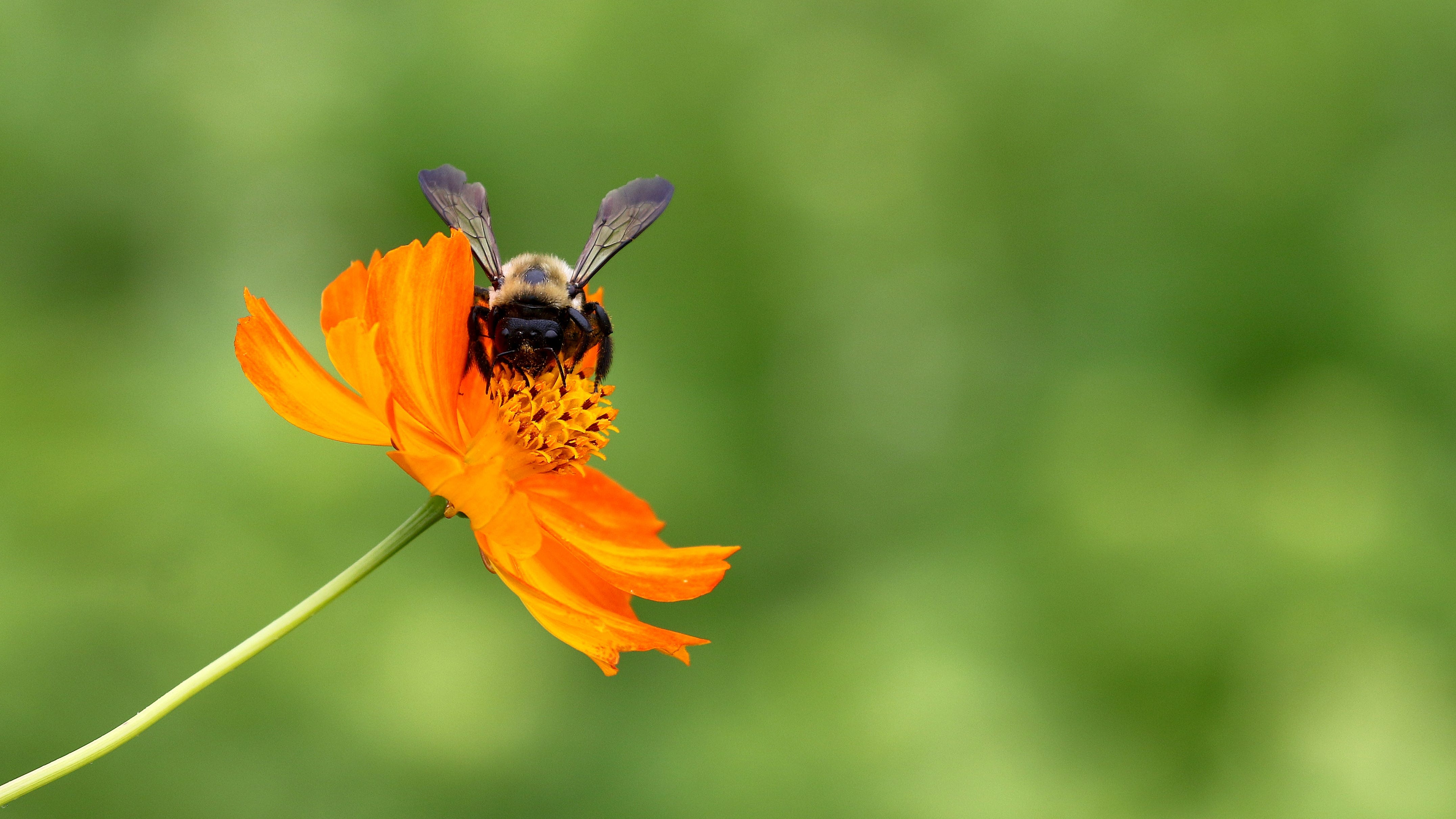 Fact check: National Park Service doesn't give watermelons to bees