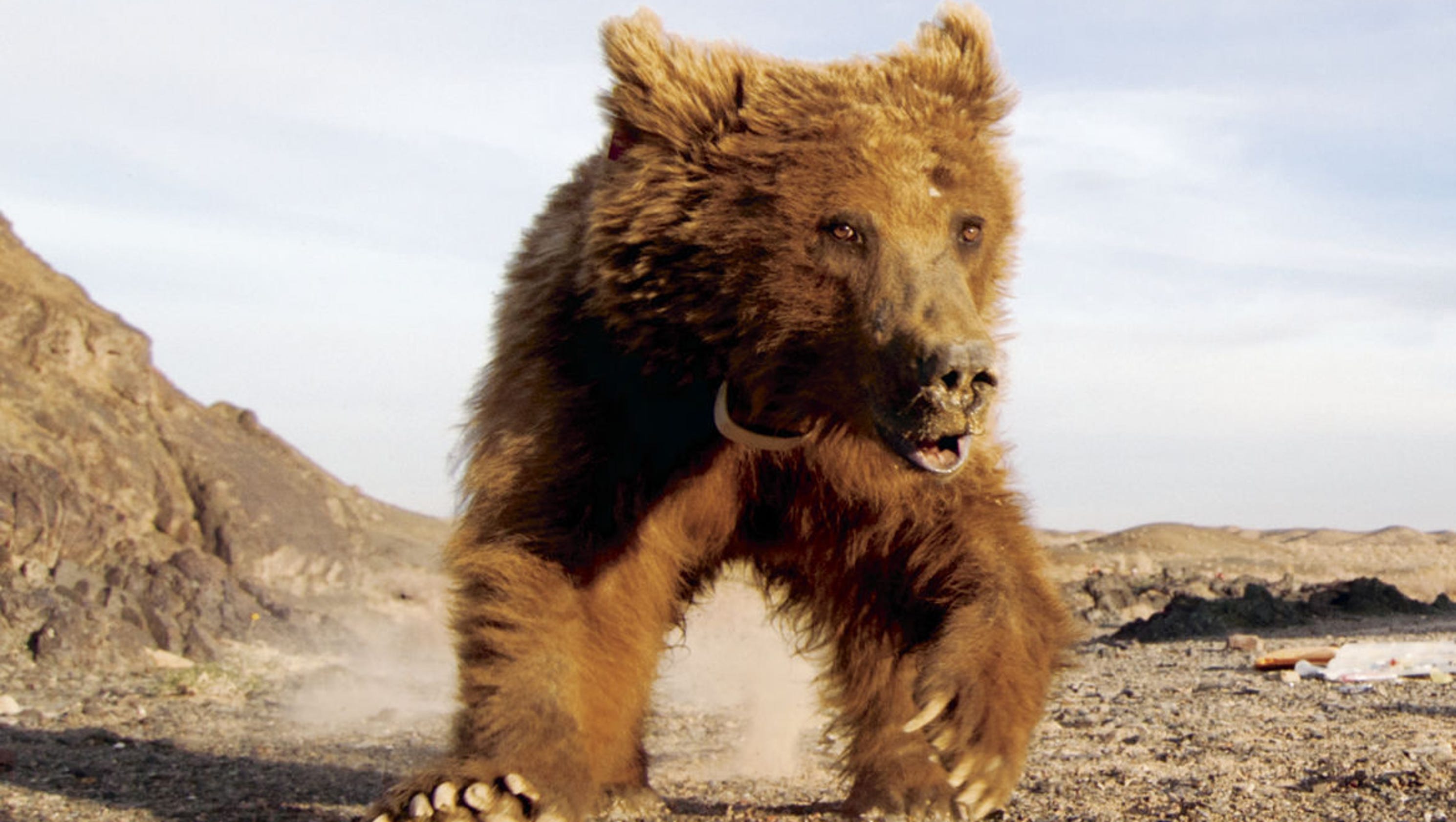 Gobi Grizzlies: Saving the world's rarest bears