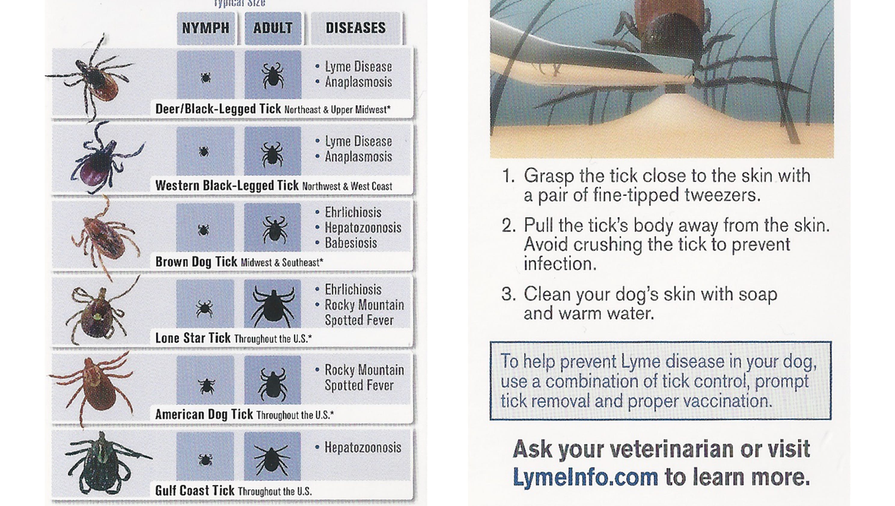 Does cold weather kill ticks? It could be a perk of a harsh winter