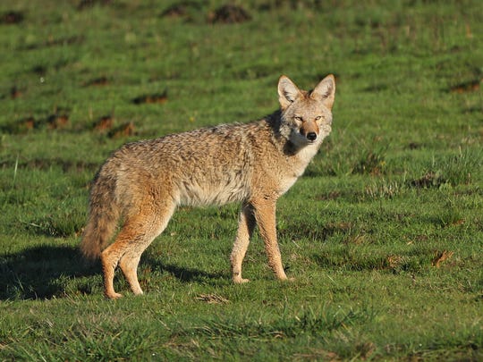 Oregon bill banning coyote-hunting contests passes Senate, House next