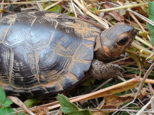 Editorial: Long live NJ’s state reptile – the bog turtle