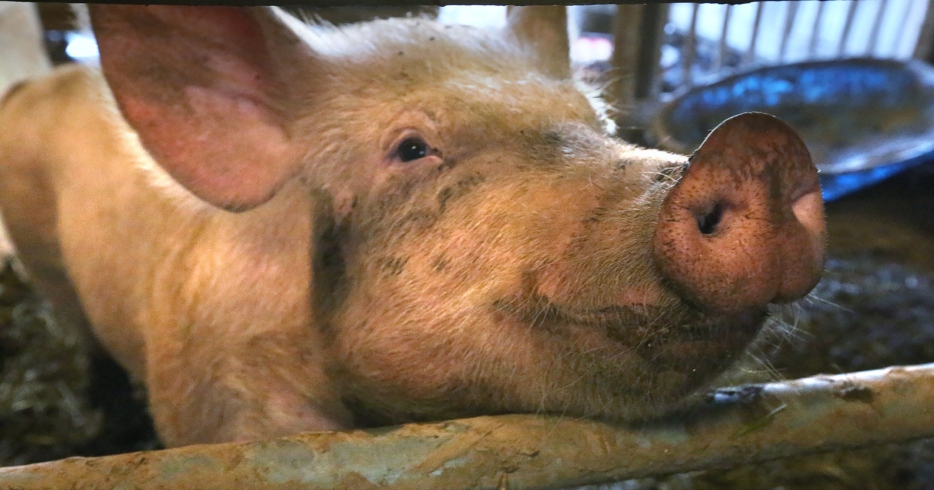 Indiana resident has rare form of flu after exposure to pigs at a fair