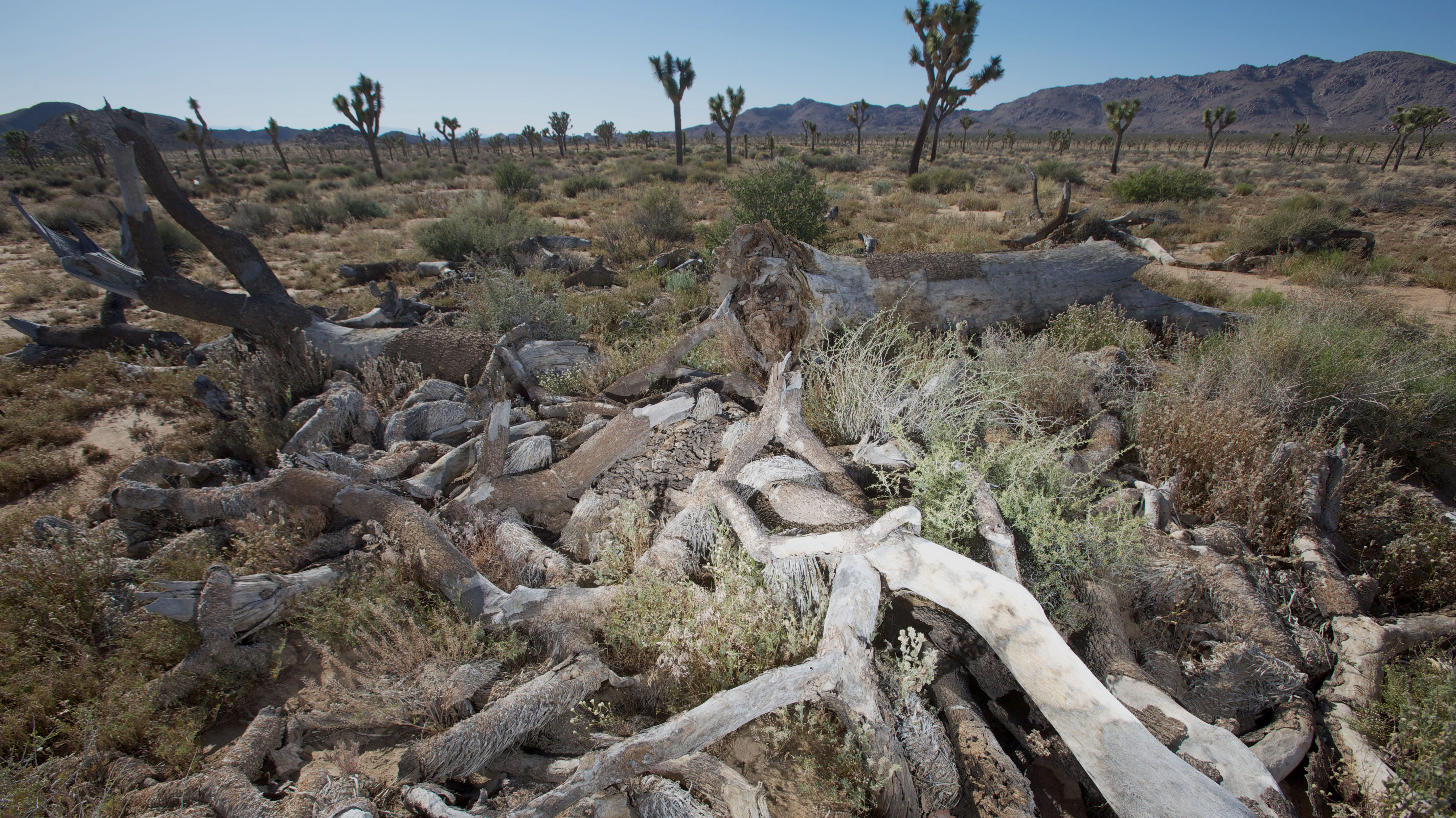 Joshua trees losing ground to global warming