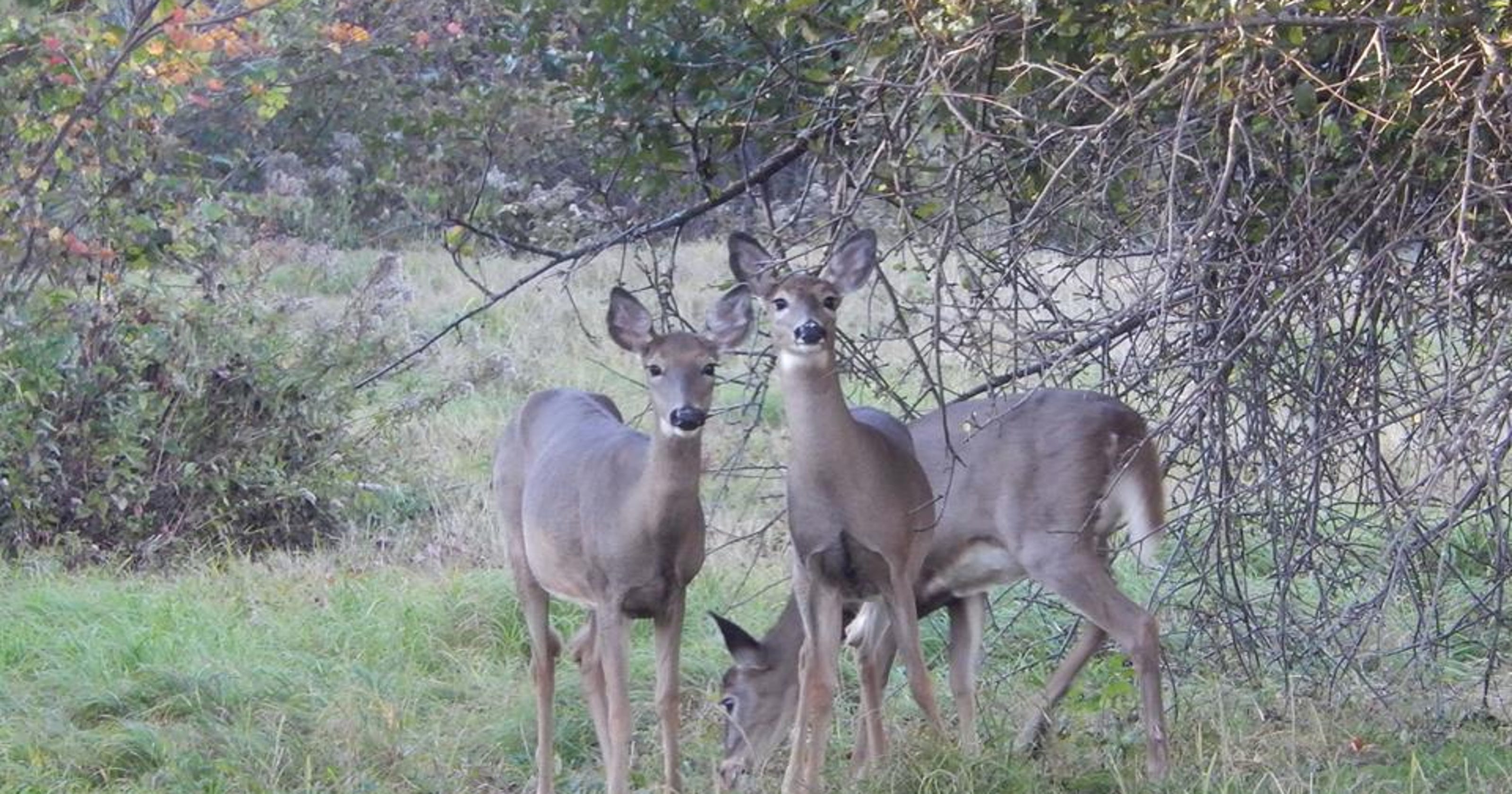 Enhance wildlife plots with hard mast trees