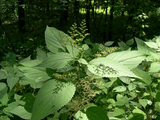 Handsome wood nettle delivers a nasty sting