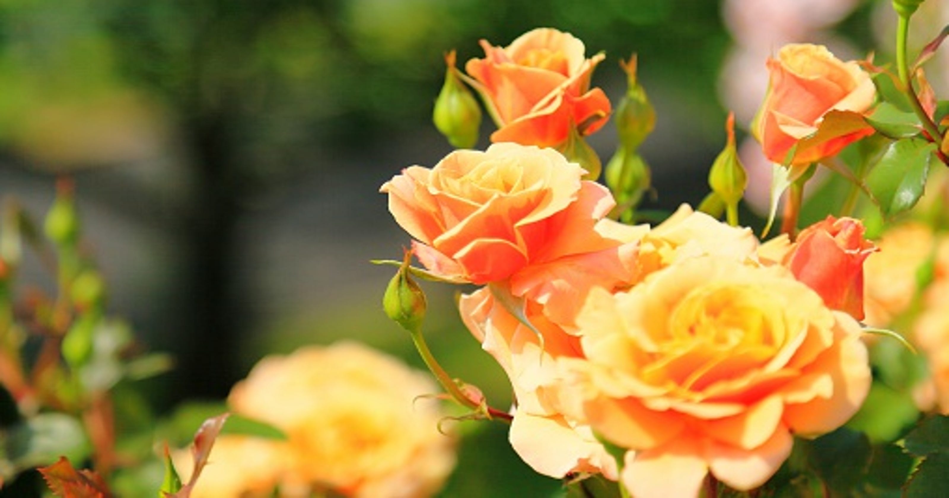 Tips on how to have the best roses in your Kentucky garden