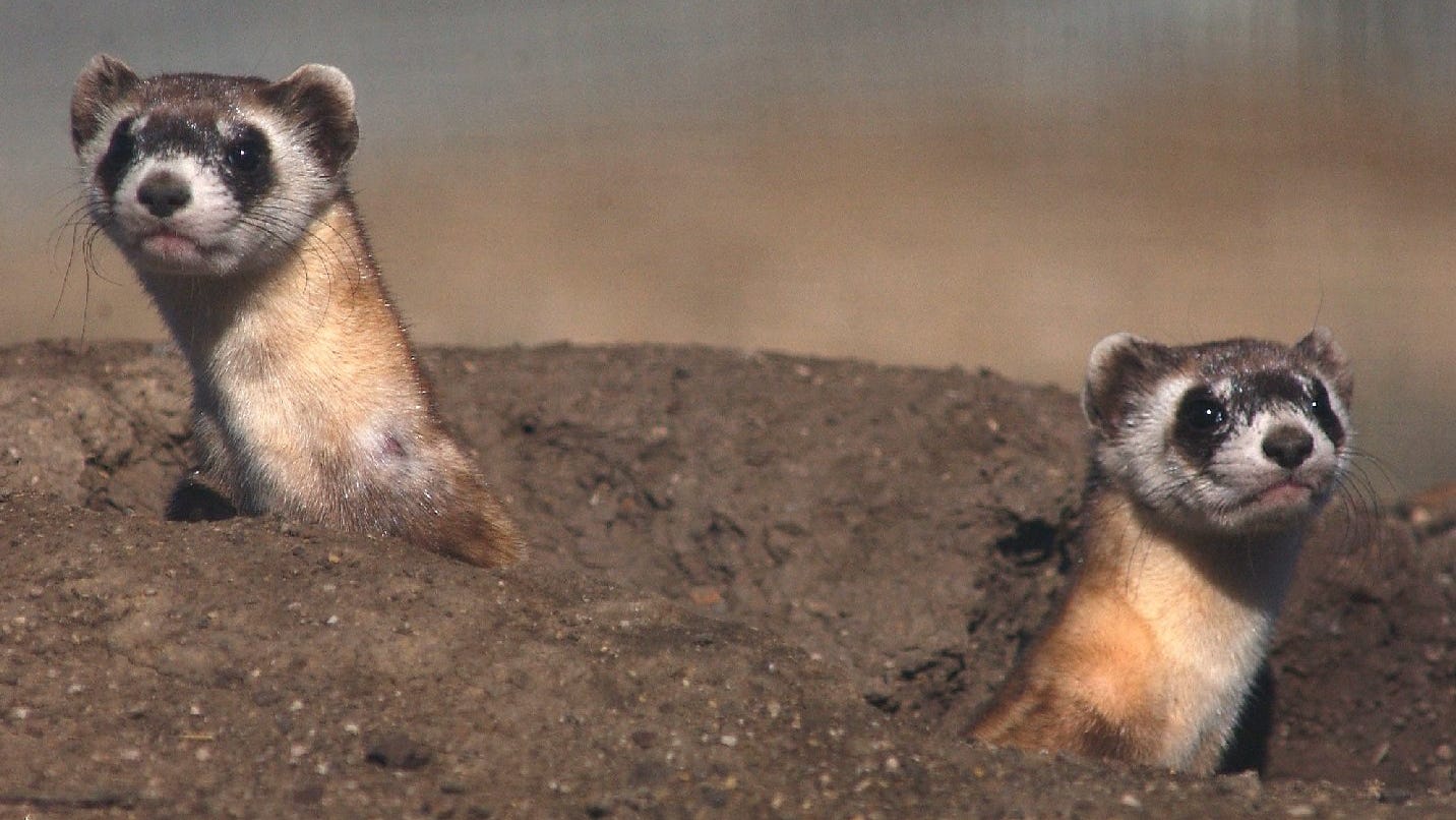 Black-footed ferrets to be reintroduced to Fort Collins