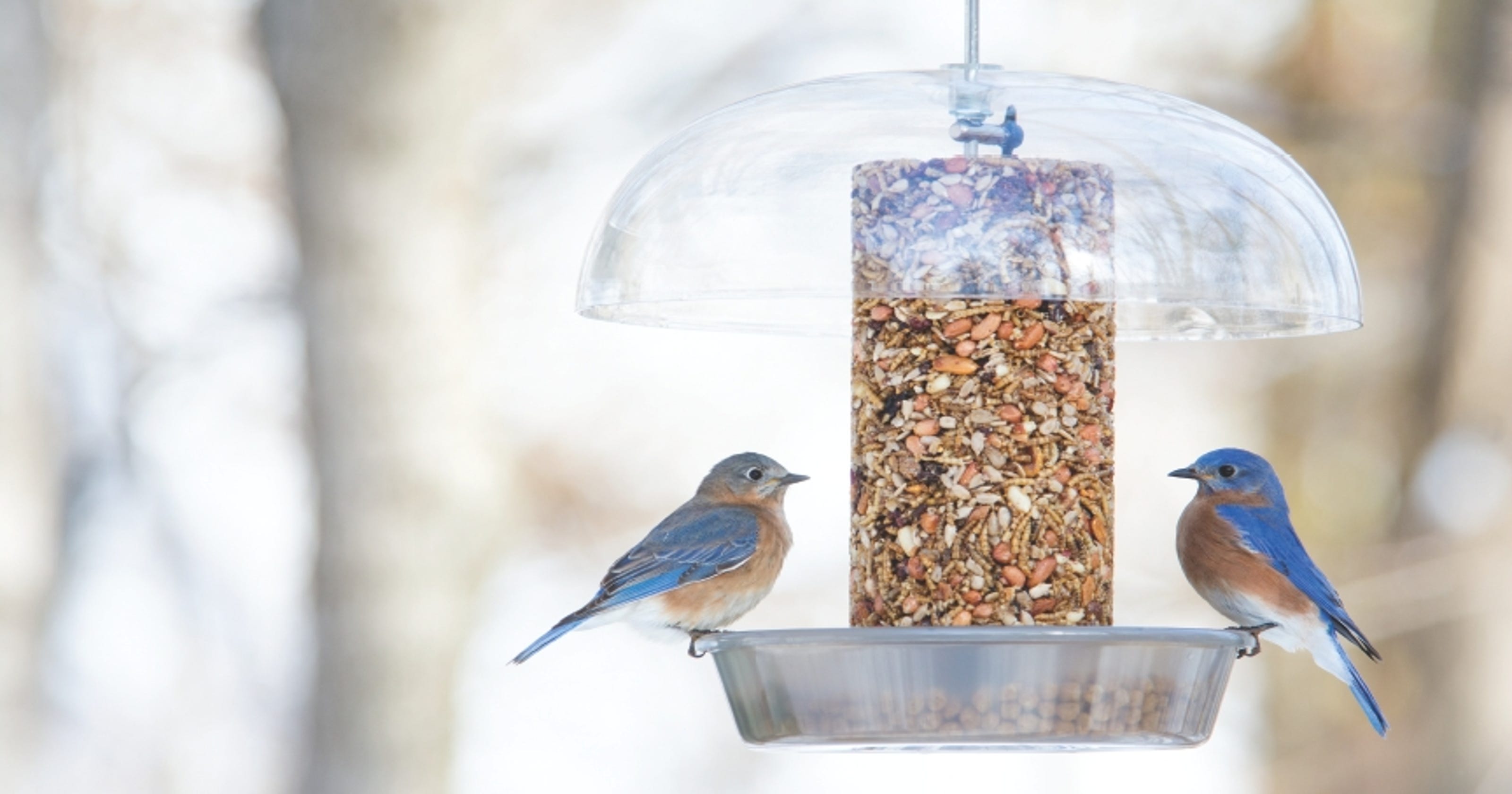 10 fun facts about bluebirds