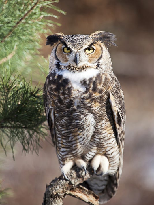 Keep your ears open for the great horned owl