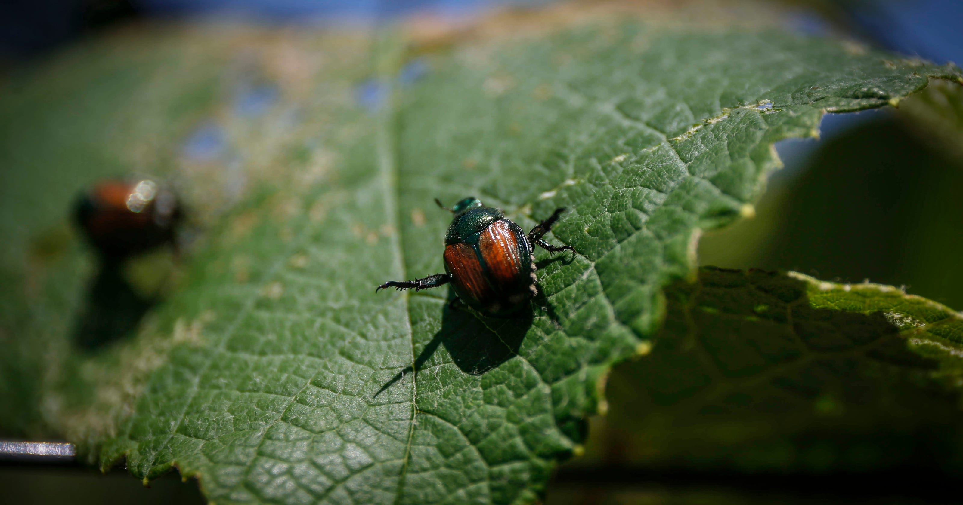 Japanese beetles and thistle caterpillars erupt throughout Iowa
