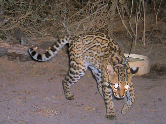 Rare ocelots try to survive in a world that barely knows they exist