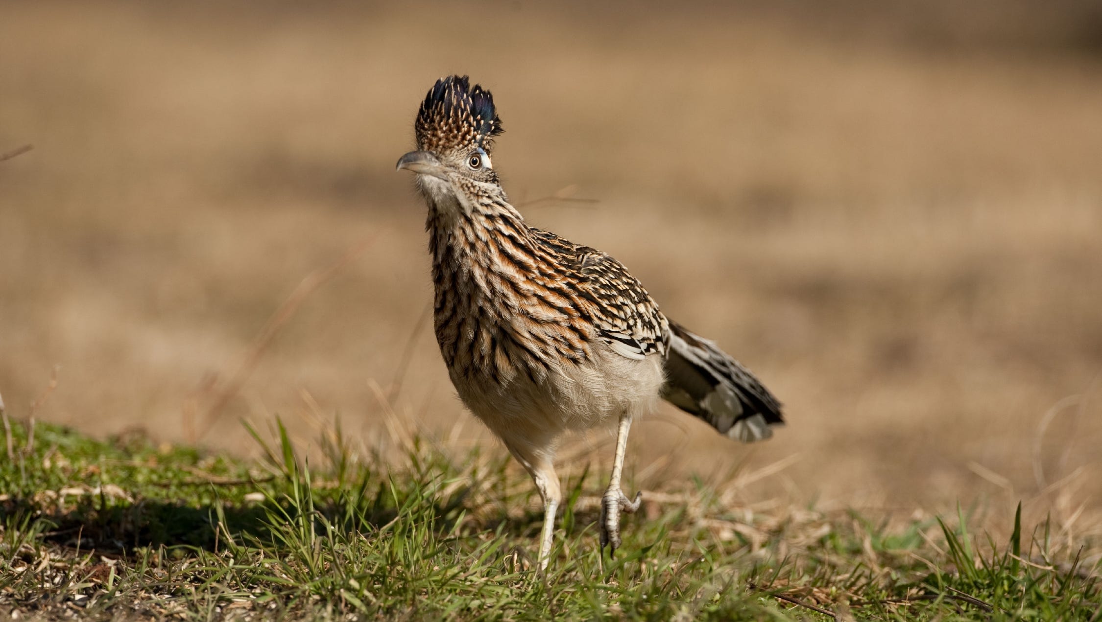 California desert roadrunners disappear each winter, here's why