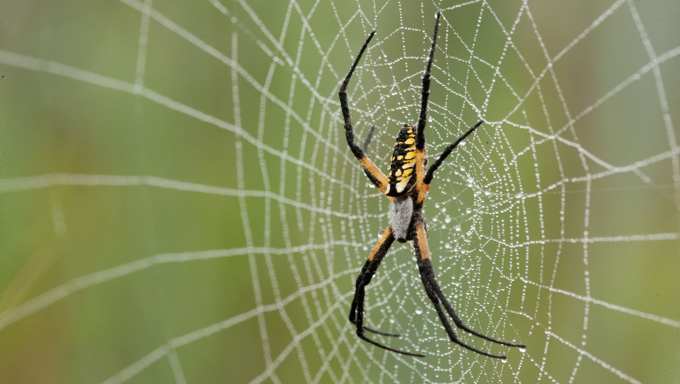 5 Facts About Garden Spiders | Fasci Garden