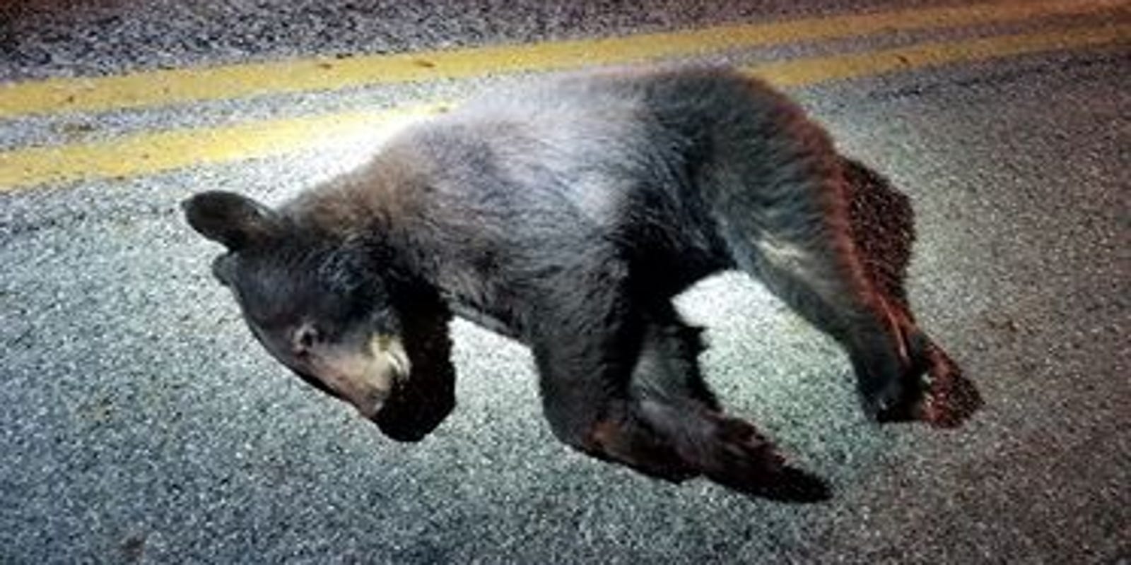 Black bear hit, killed in crash on Old Logan Road