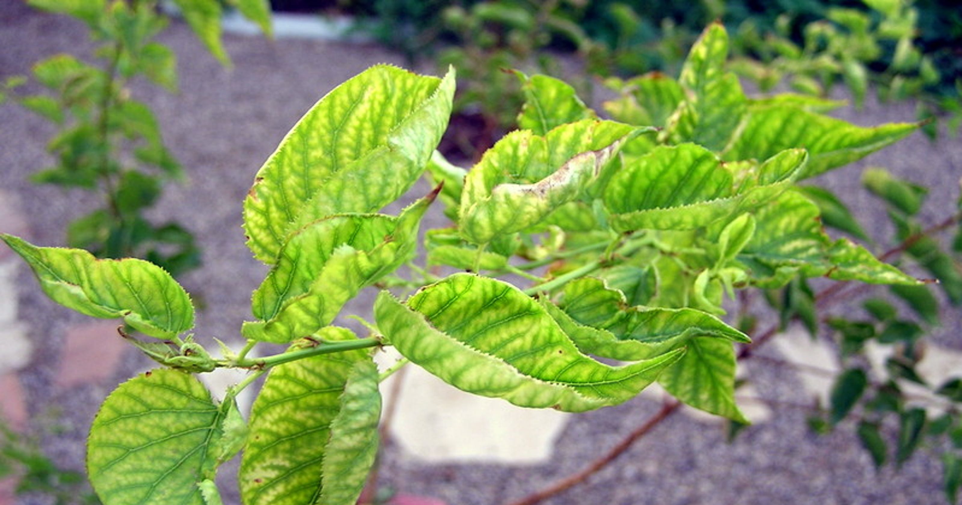 How often do I use chelated iron for my roses?