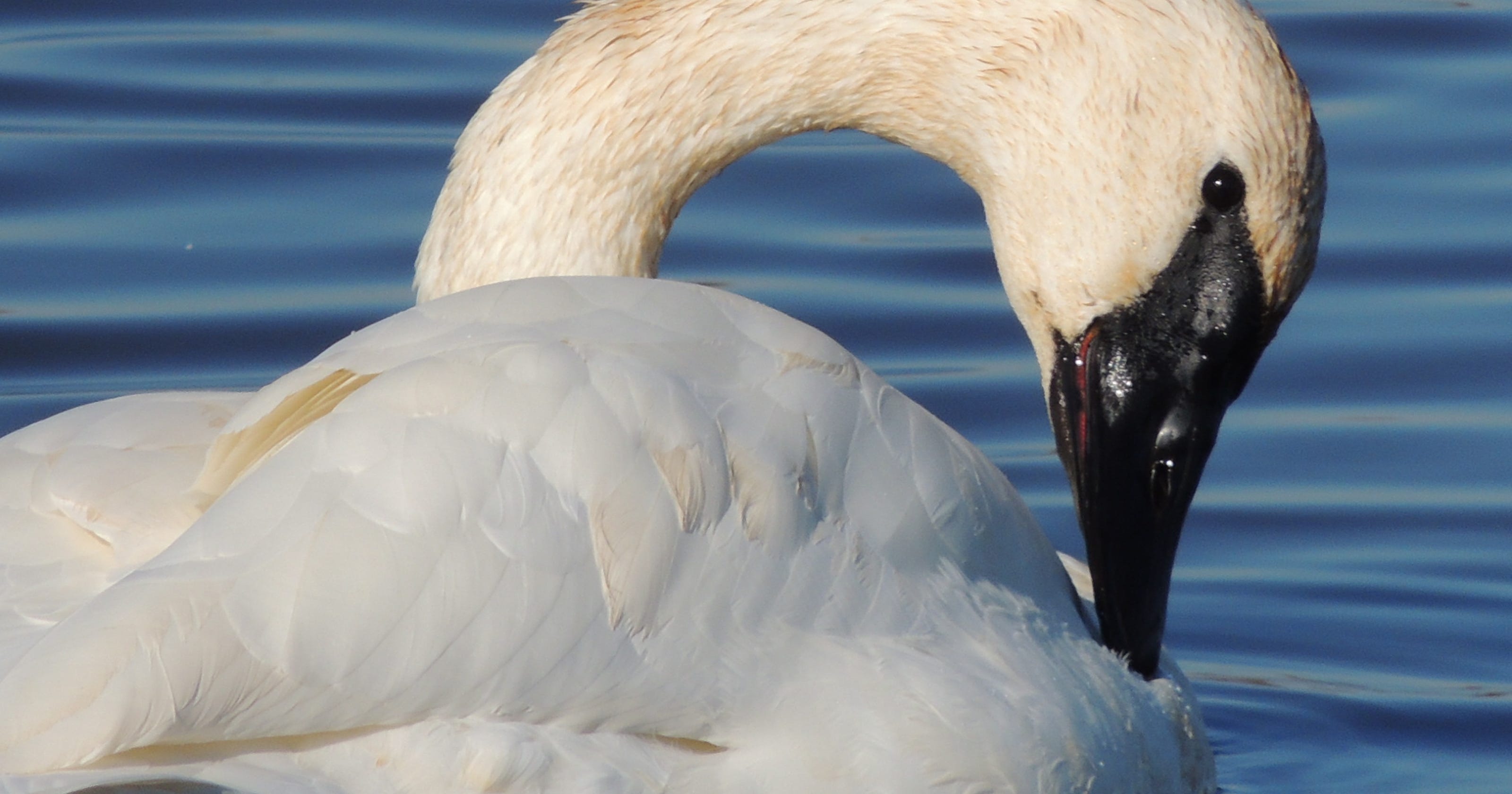 Swan migration seen in Fox Valley