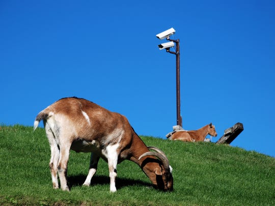 All you need to know about Al Johnson's rooftop goats in Door County