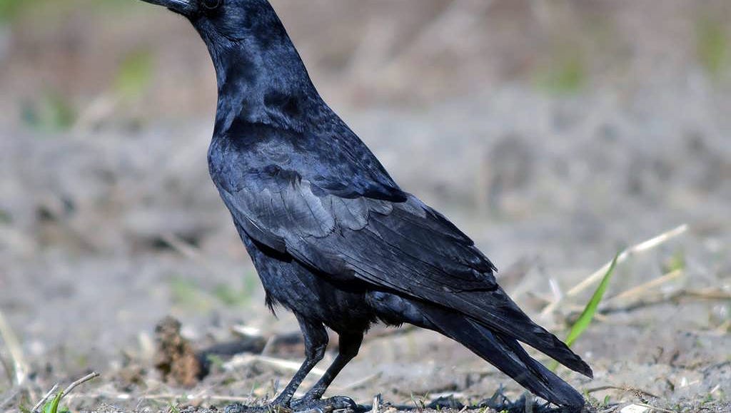 The Bird Watcher: Why we're seeing more Fish Crows in New Jersey