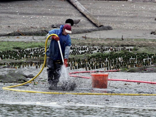 Chinese trade war sparks uncertainty in Puget Sound geoduck market