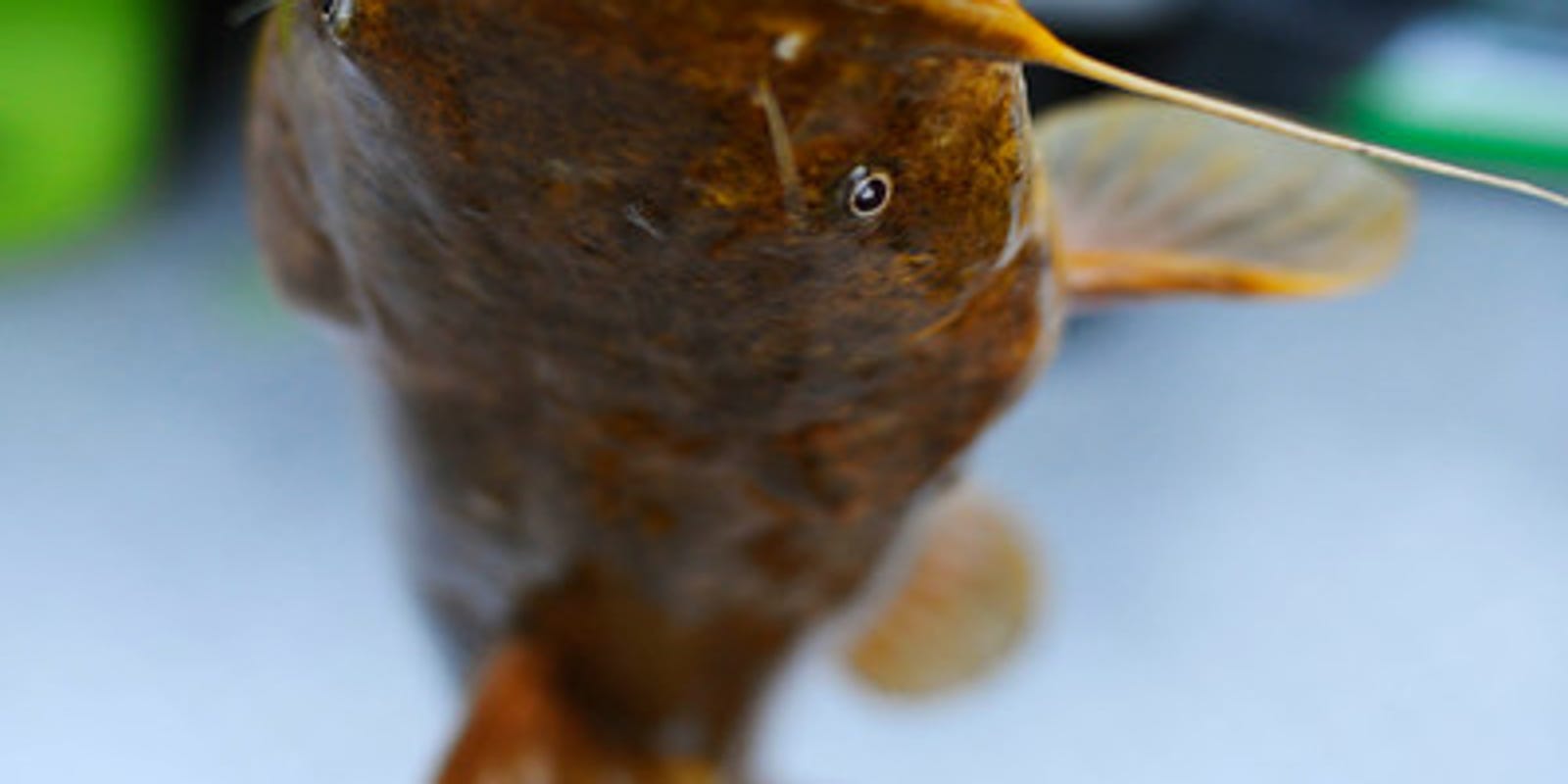 Record flathead catfish pulled from Susquehanna River in Pa.