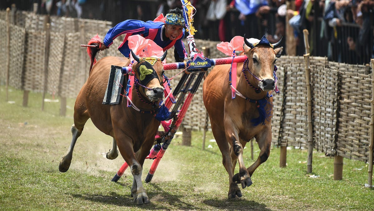 Traditional bull racing in Indonesia