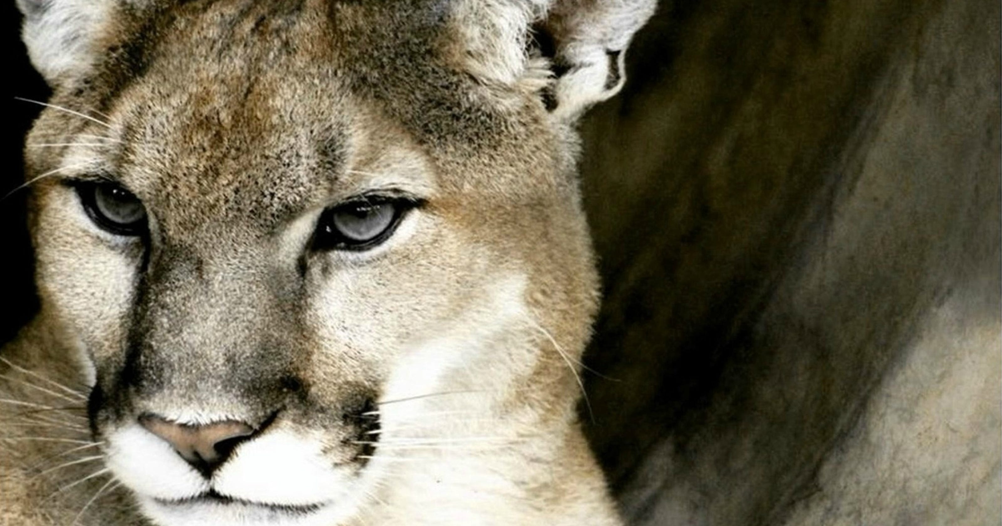 Mountain lion rarely seen in North Texas killed on highway