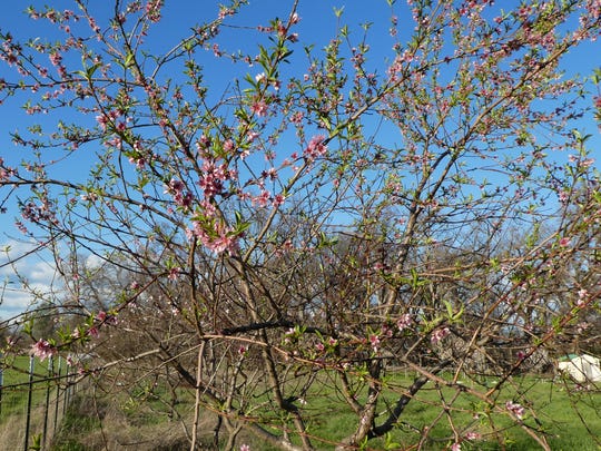 How to protect blooming fruit trees as hard-freeze approaches