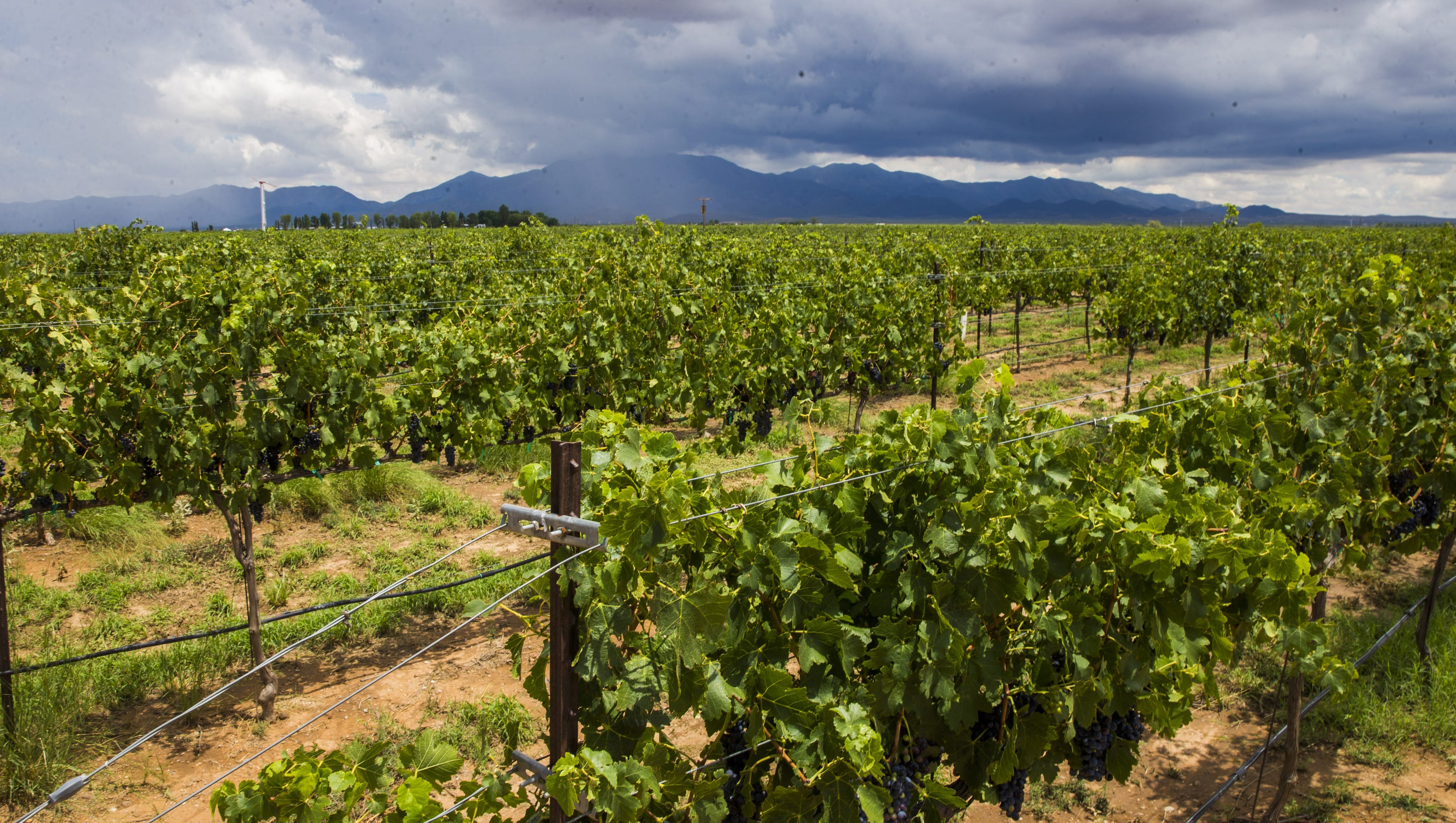 Find Arizona's best wineries with new Wine Trail Passport