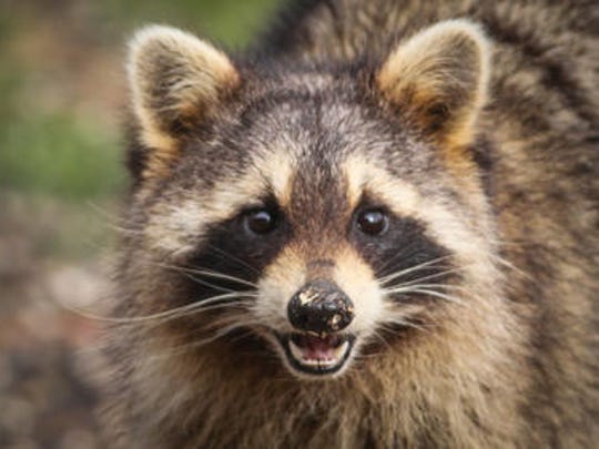 Rabid raccoon attack in Escambia County leads to warning