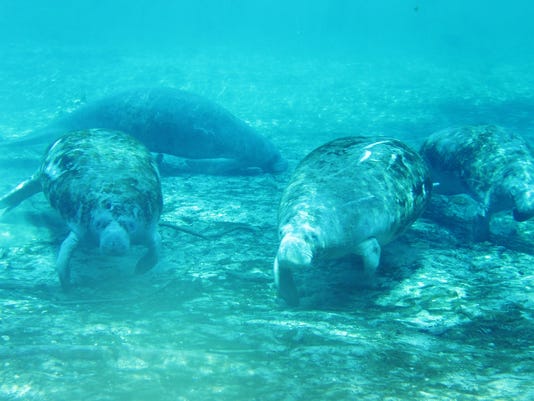 Animals in Mississippi's wild that may surprise you