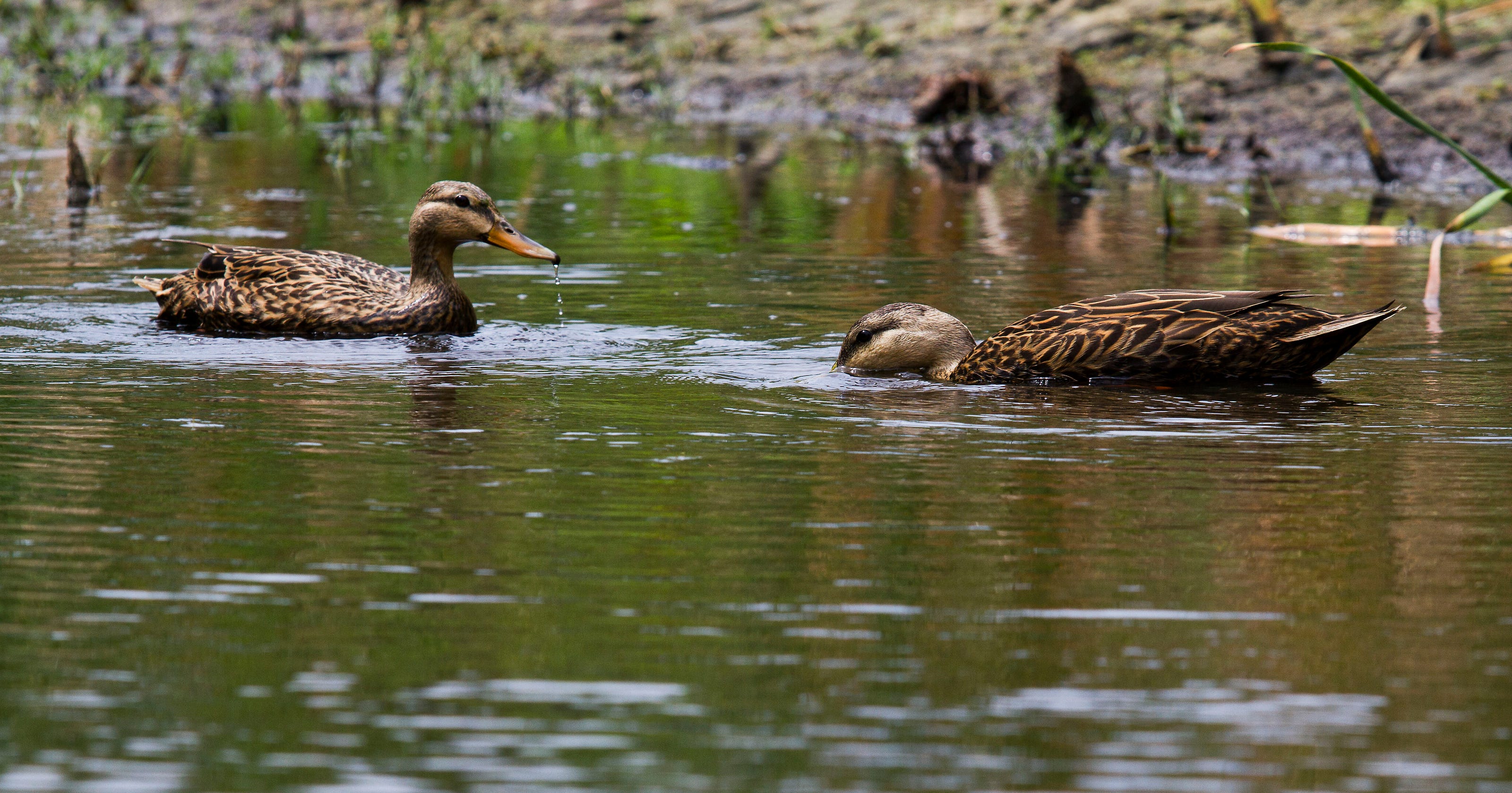 Calusa were impressive, sophisticated