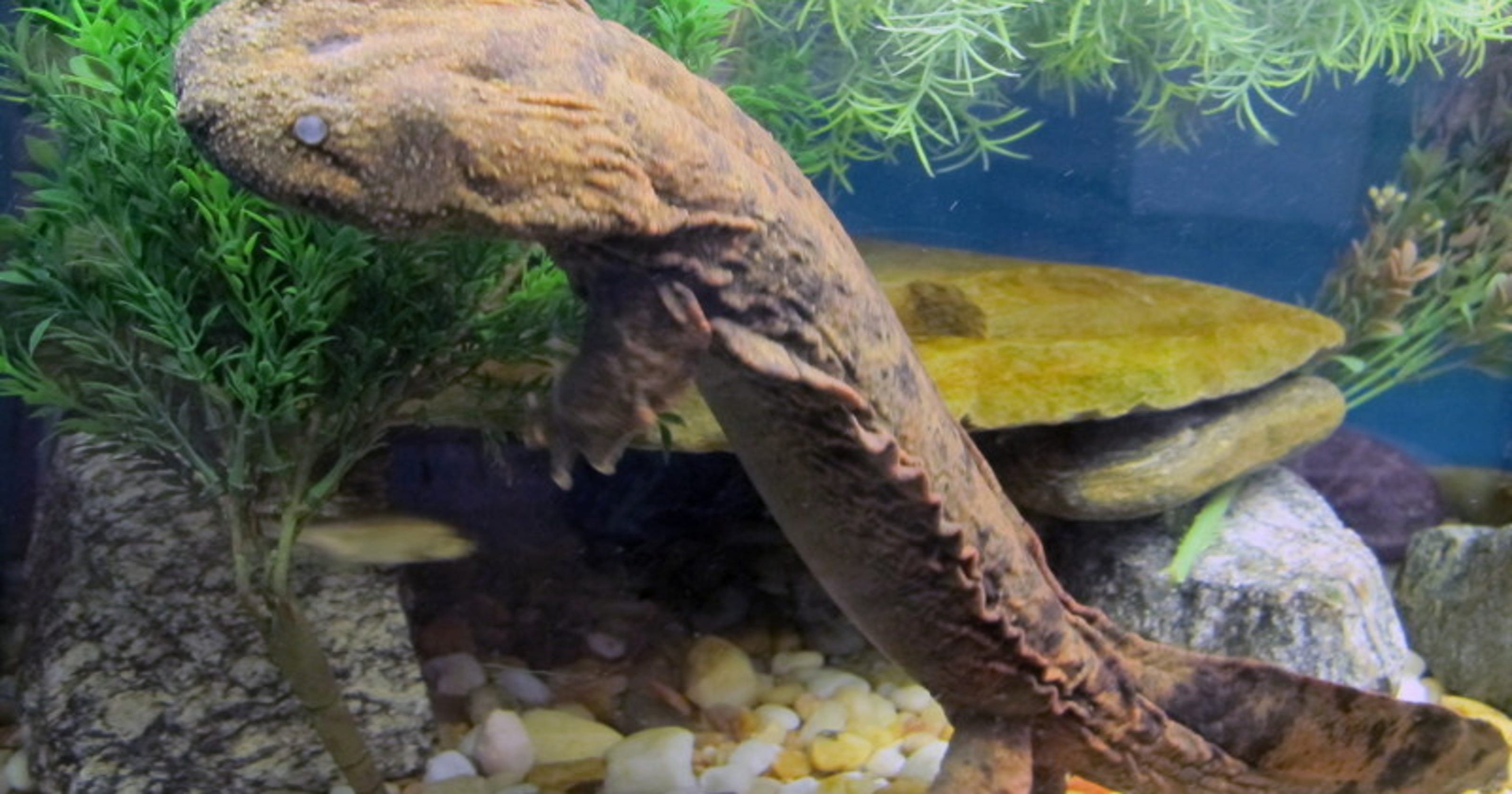 NC Wildlife Resources Commission biologists seek hellbender sightings