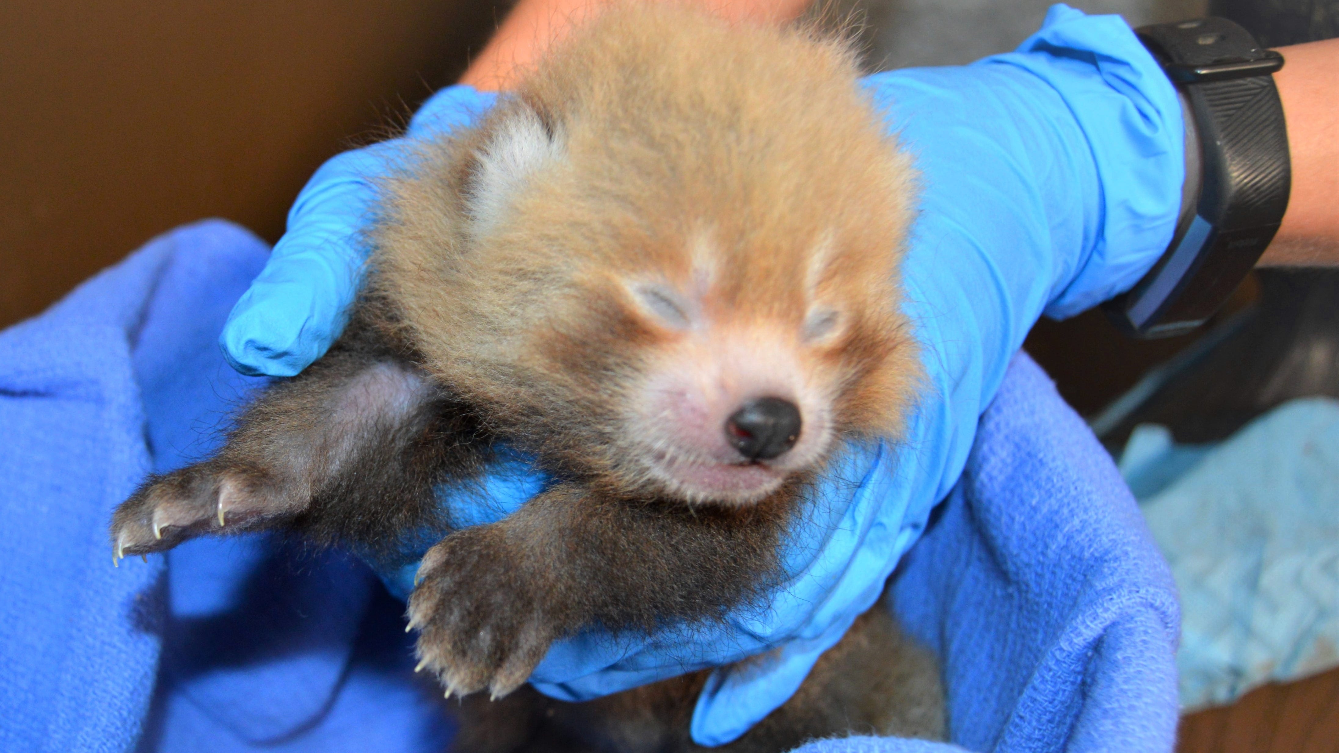 Cuteness overload: New baby red panda born at Buttonwood Park Zoo