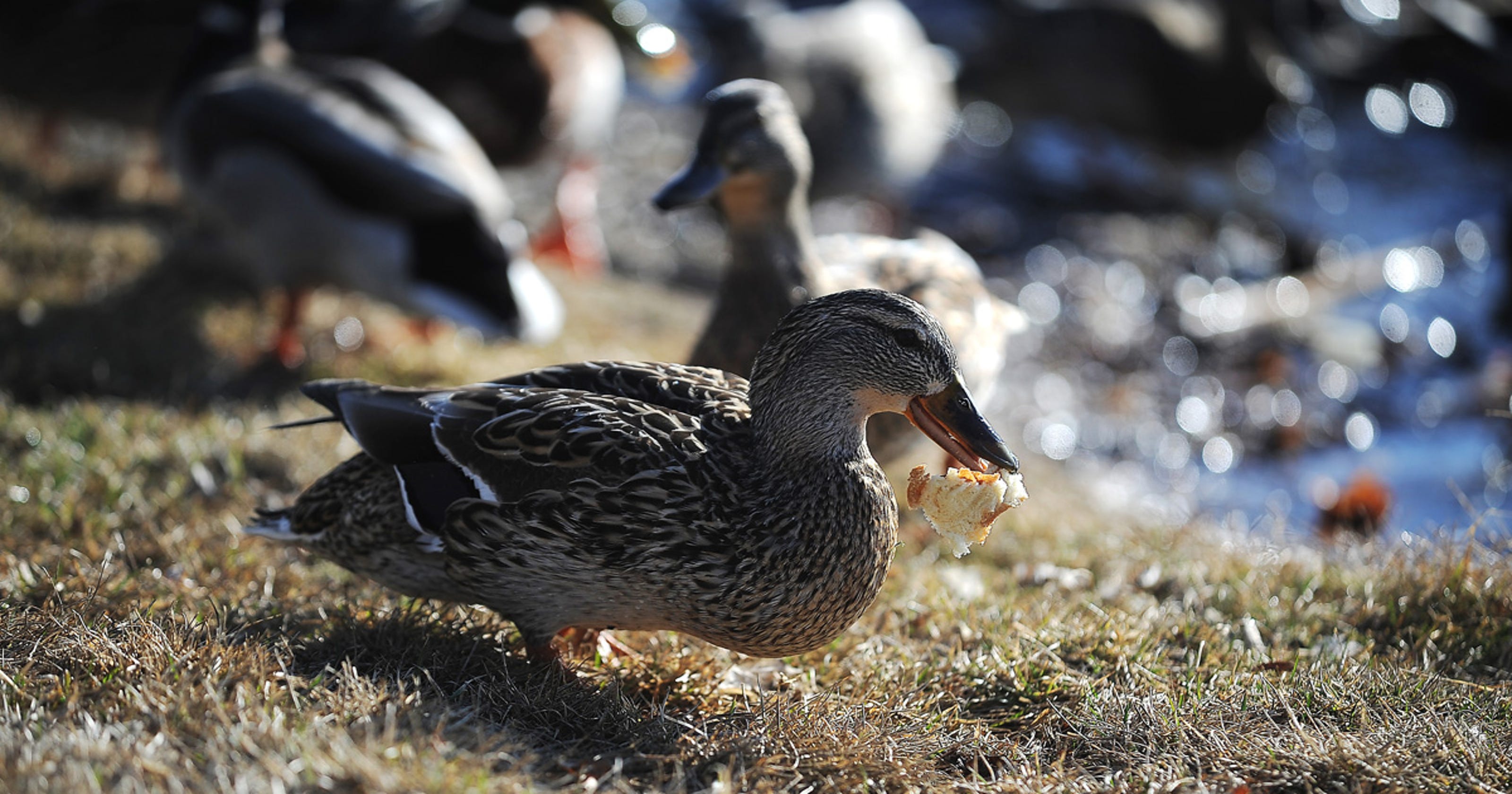 Here’s why you shouldn’t feed bread to ducks
