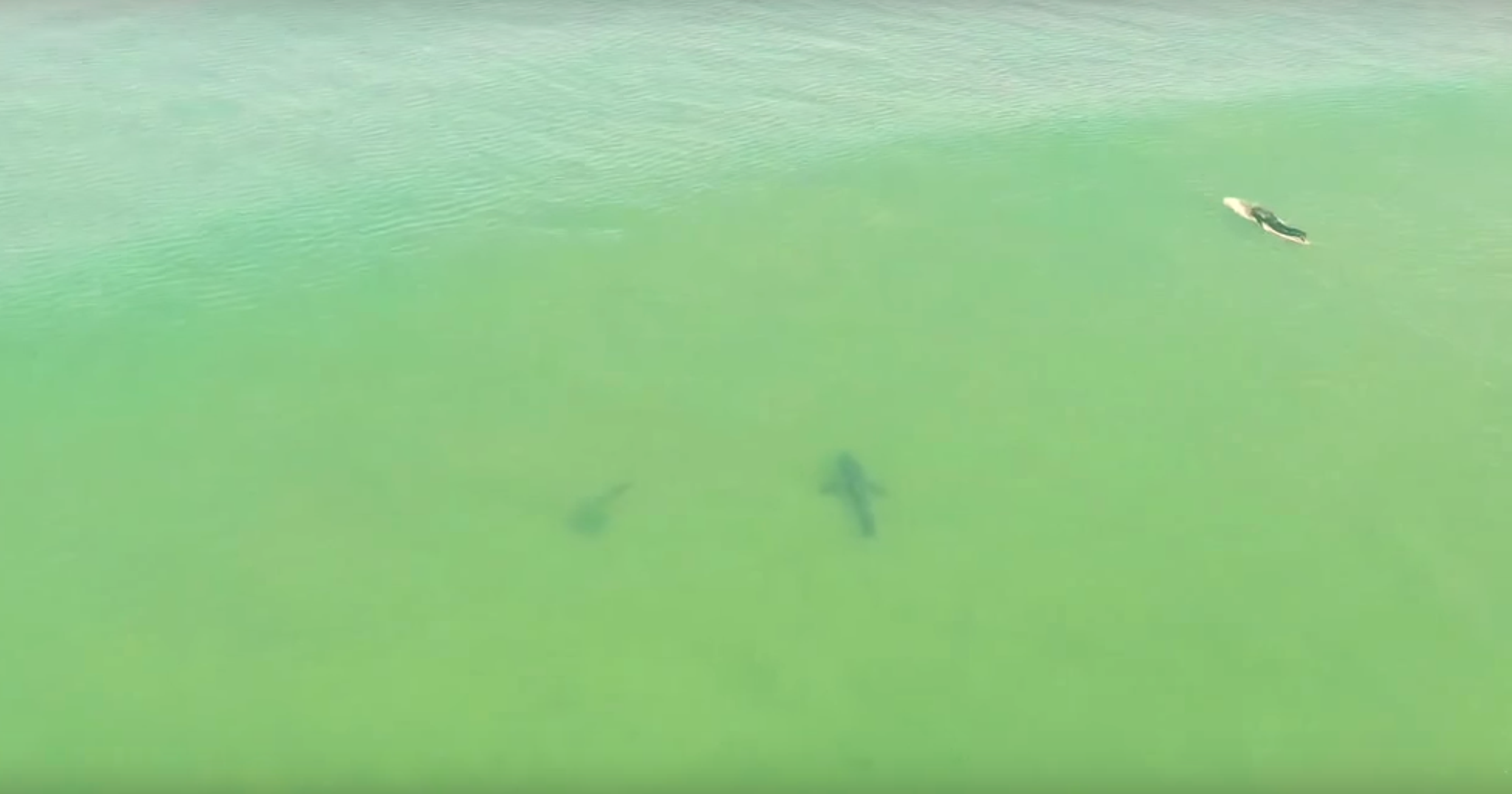 Drone footage shows sharks swimming near surfers