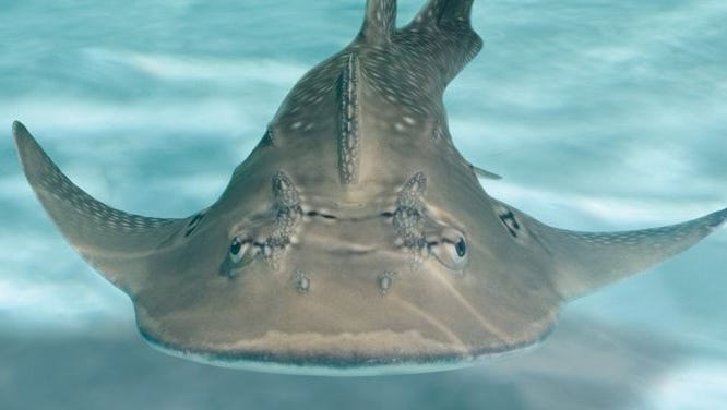 Ultrasound confirms: Shark rays are pregnant
