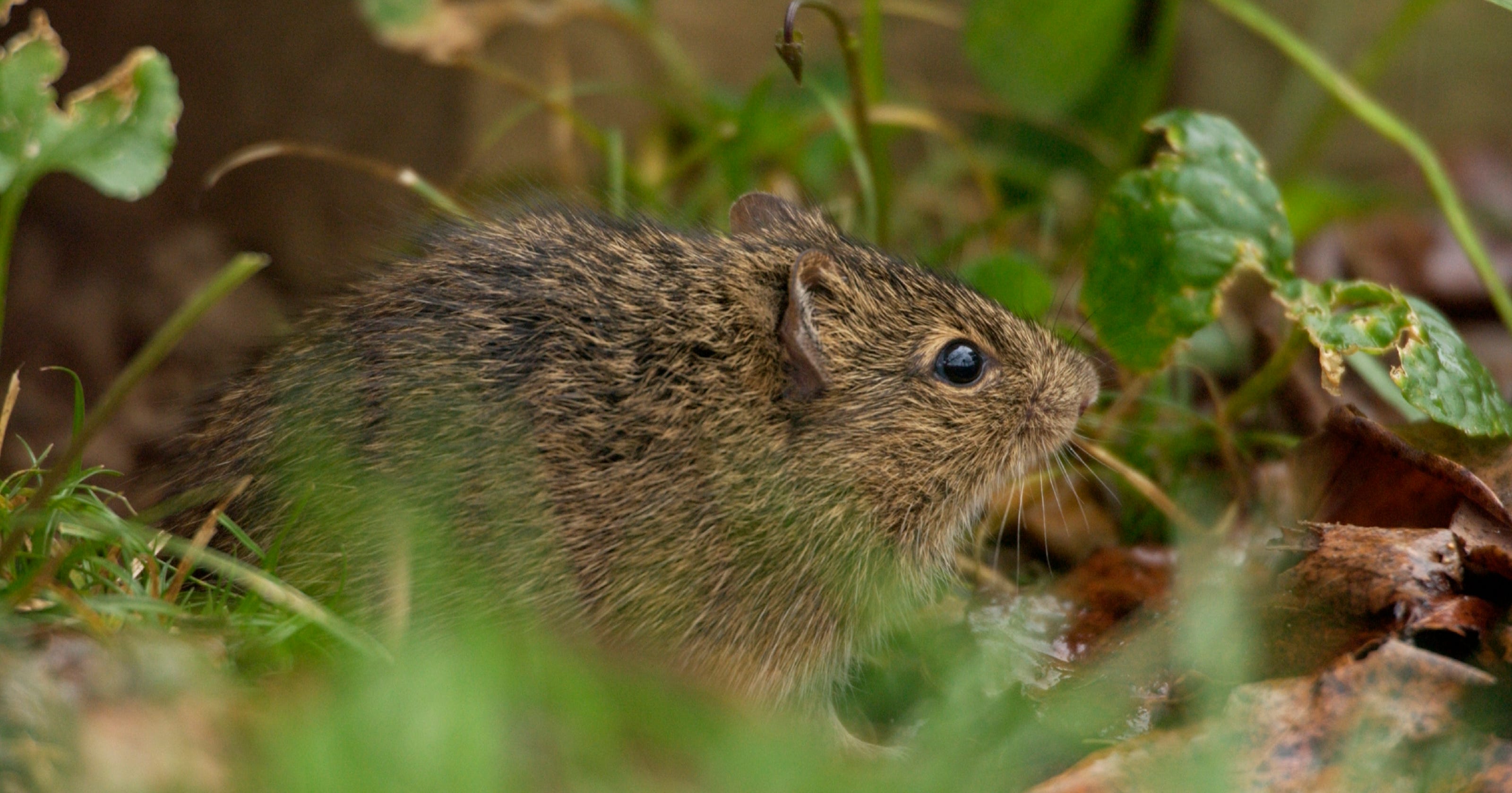 Eastern wood rat (Neotama floridana)